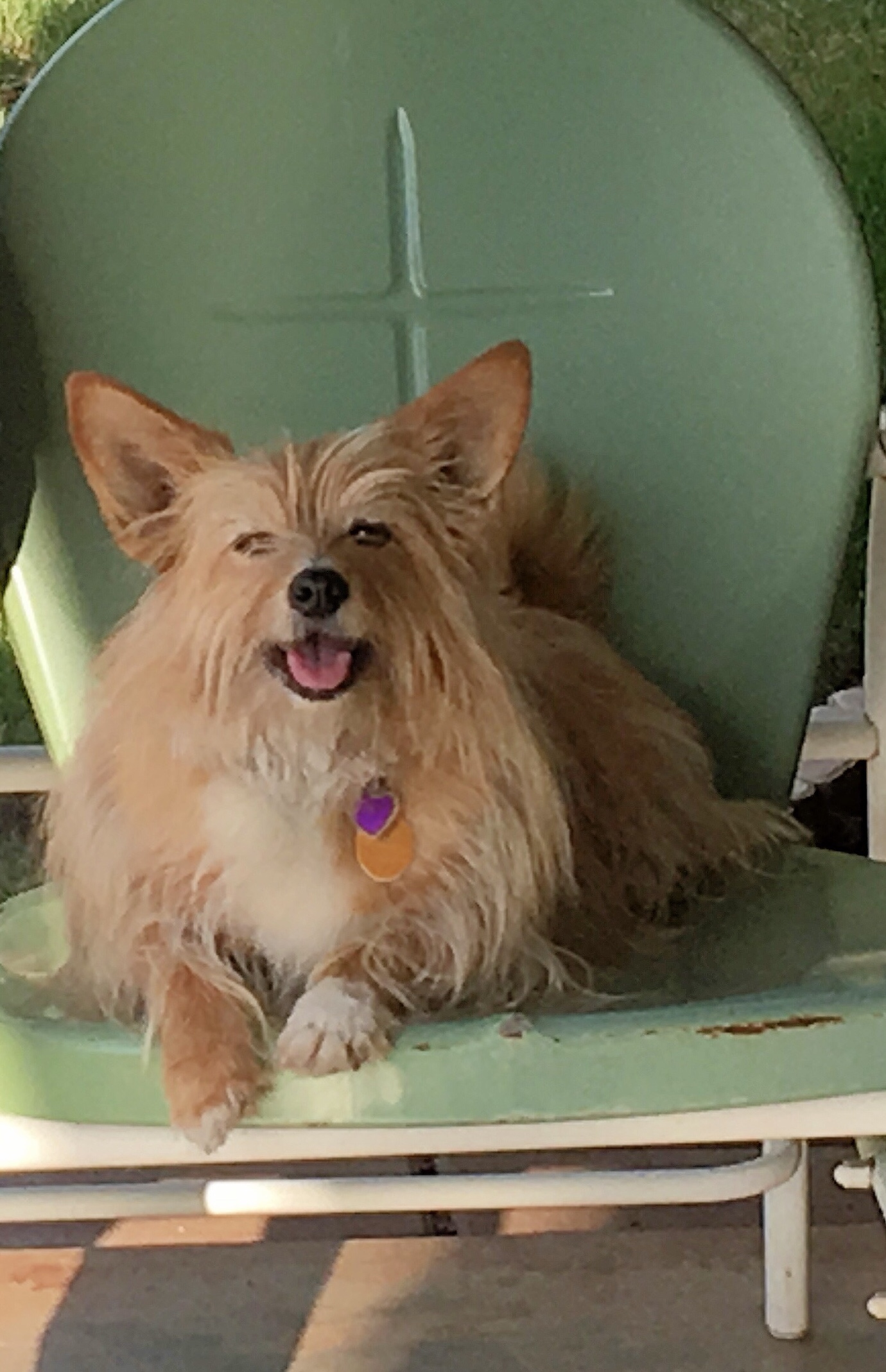 Man’s Best Friend – All Haiku